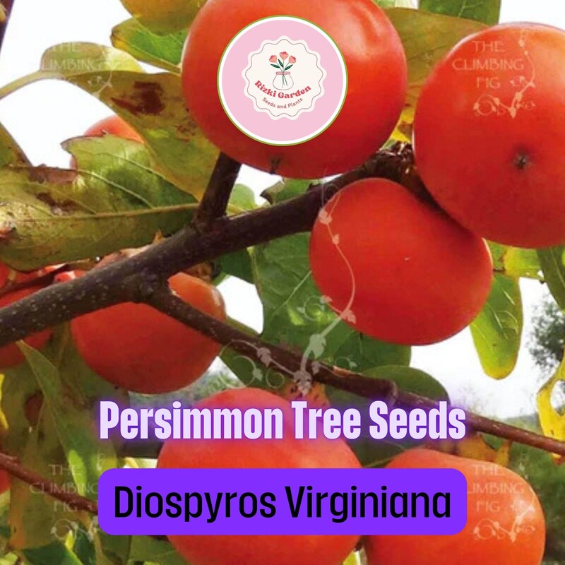 Sugar Plum Tree - Etsy