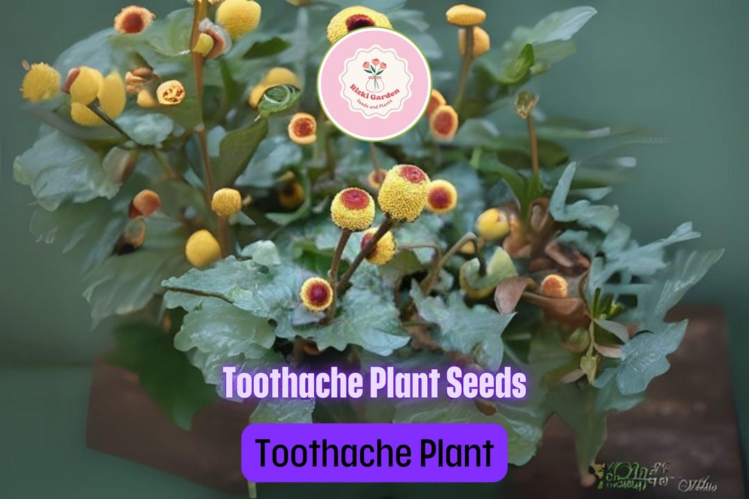 Toothache Plant Seeds for Planting (300+ Seeds) – Unique Edible Herb ...
