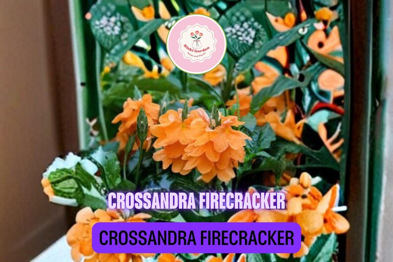 Crossandra Firecracker Flower Live Plant – Tropical Orange Marmalade ...