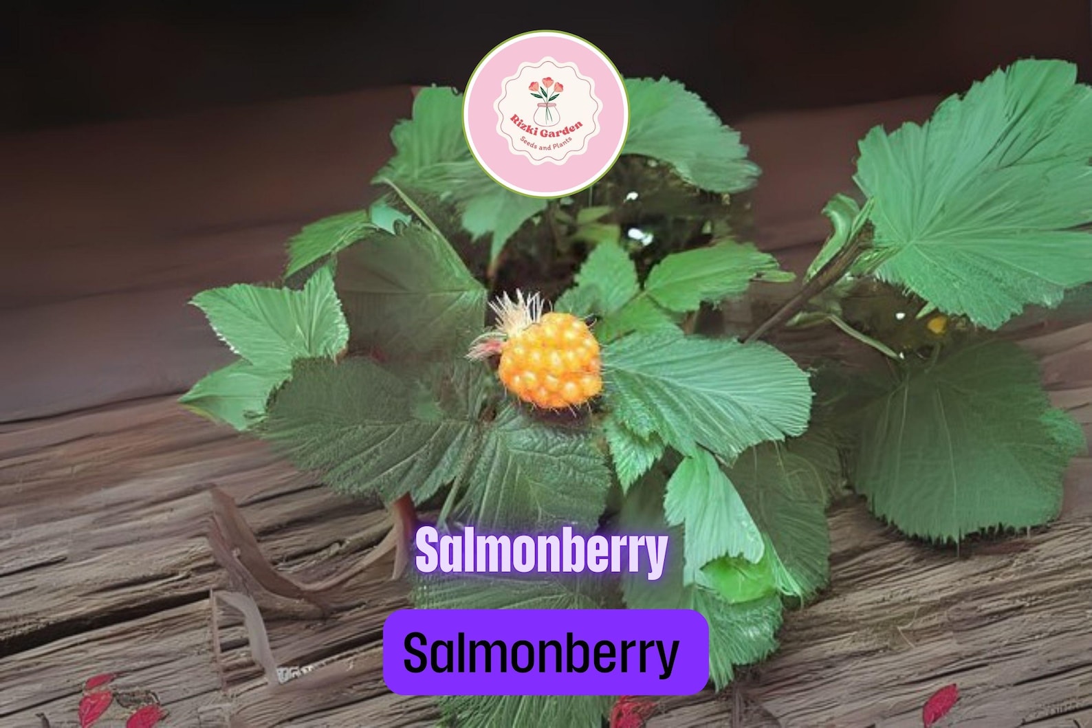 Salmonberry – 5 Root Cuttings Live Plants | Rubus Spectabilis Rhizomes ...
