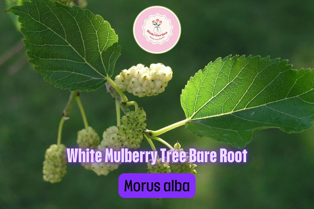 1 White Mulberry Tree - Morus Alba | 1–2 Ft Live Bare Root Tree | Fast ...