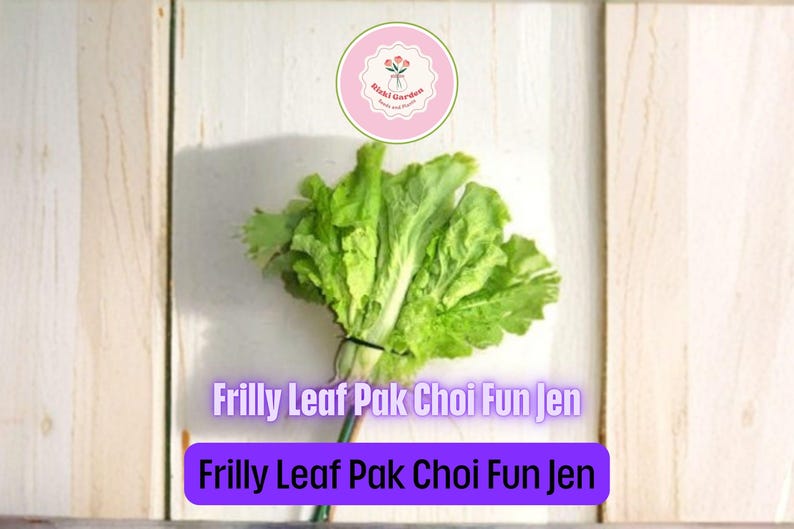 Frilly Leaf Pak Choi Fun Jen Seeds – 100 Seeds – Hybrid Curly Bok Choy ...
