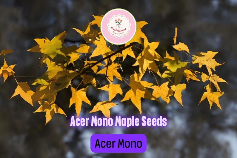 Acer Mono Maple Seeds – 10 Seeds for Planting – Rare Hardy Tree With ...