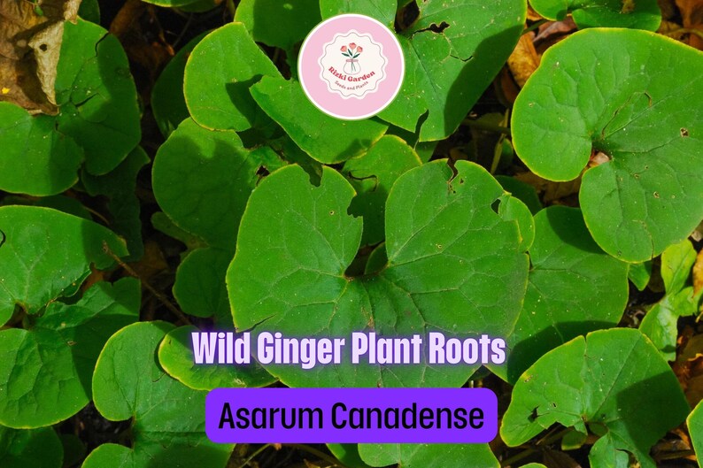 10 Wild Ginger Plants - Bare Root Asarum Canadense | Native Woodland ...