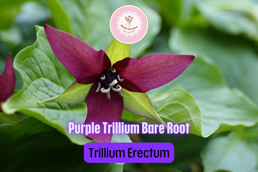 3 Purple Trillium Plants - Bare Root Trillium Erectum | Shade-loving ...