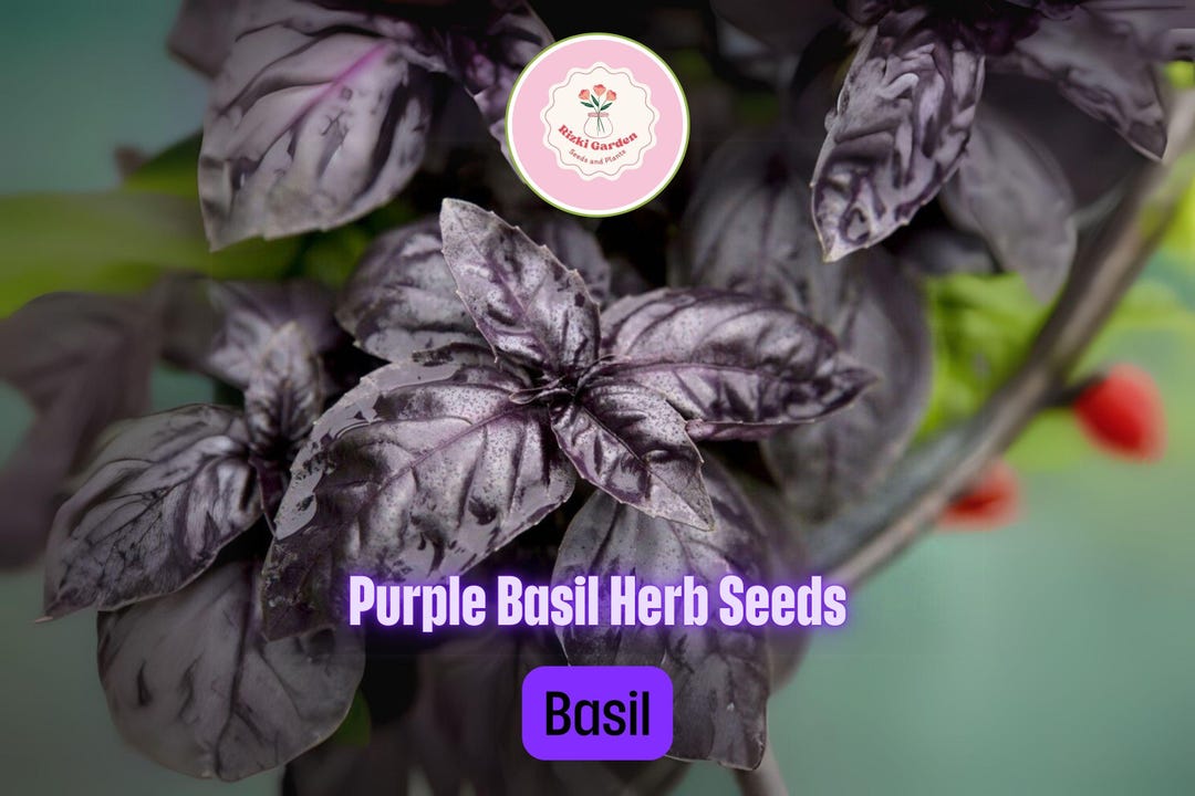 Purple Basil Seeds