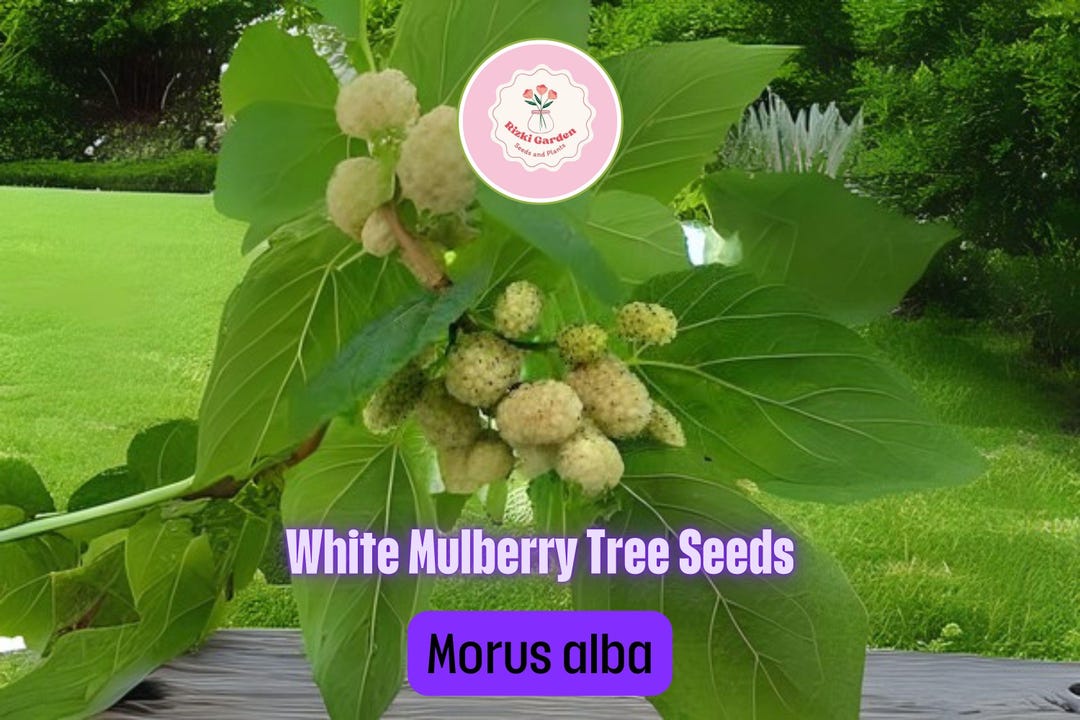 50+ White Mulberry Tree Seeds (morus Alba) – Grow Non-gmo Shade Trees ...