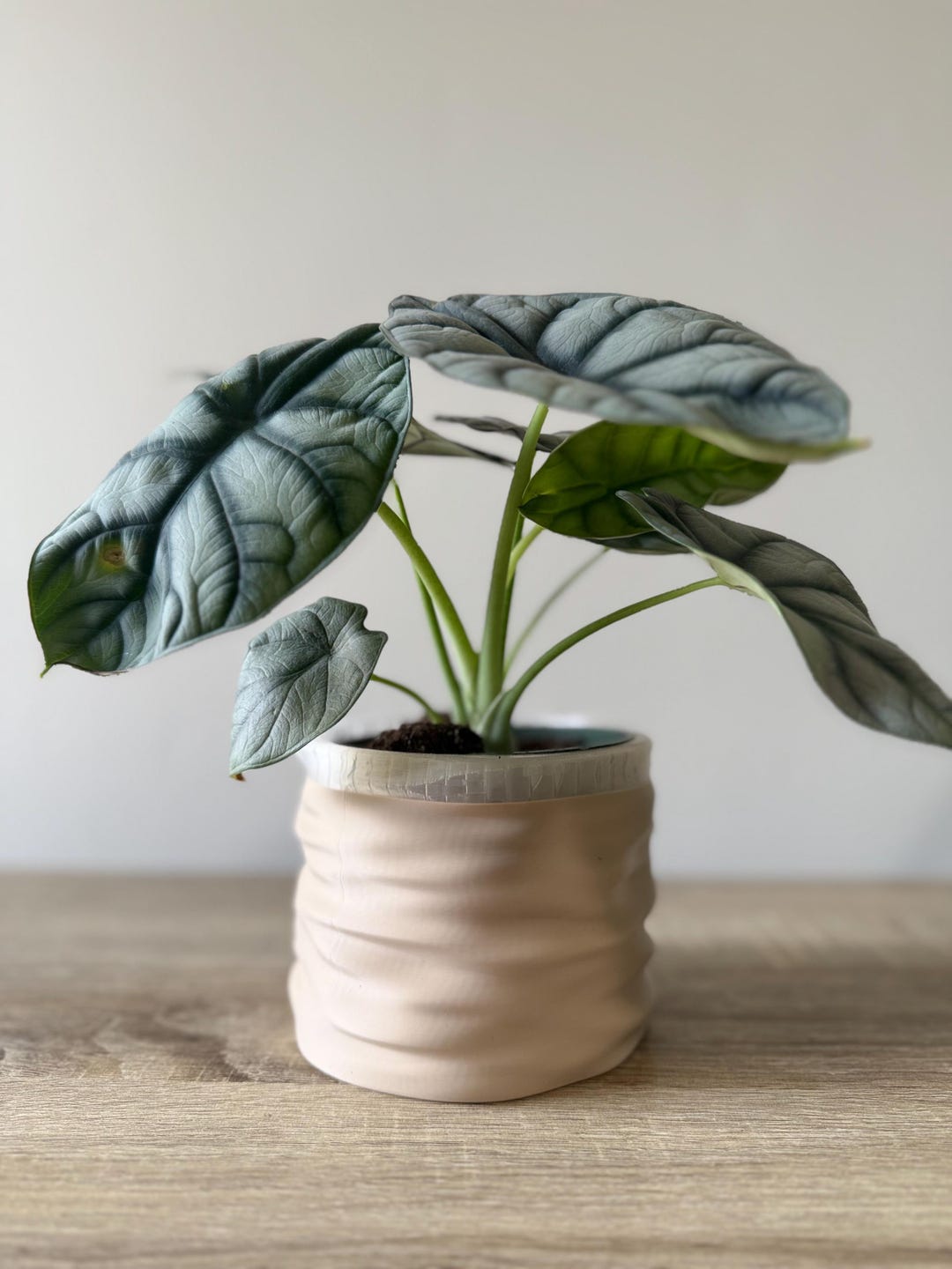 Wave Plant Pot (4”) - Modern 3D Printef Planter - Housewarming Gift ...