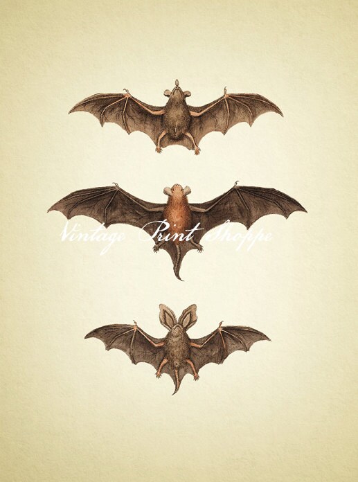 Bat Art print Scientific Illustration reproduction 5x7 print | Etsy