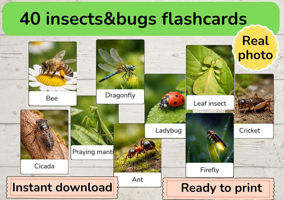 40 Insect & Bug Flashcards for Kids, Printable Nature Cards, Montessori ...