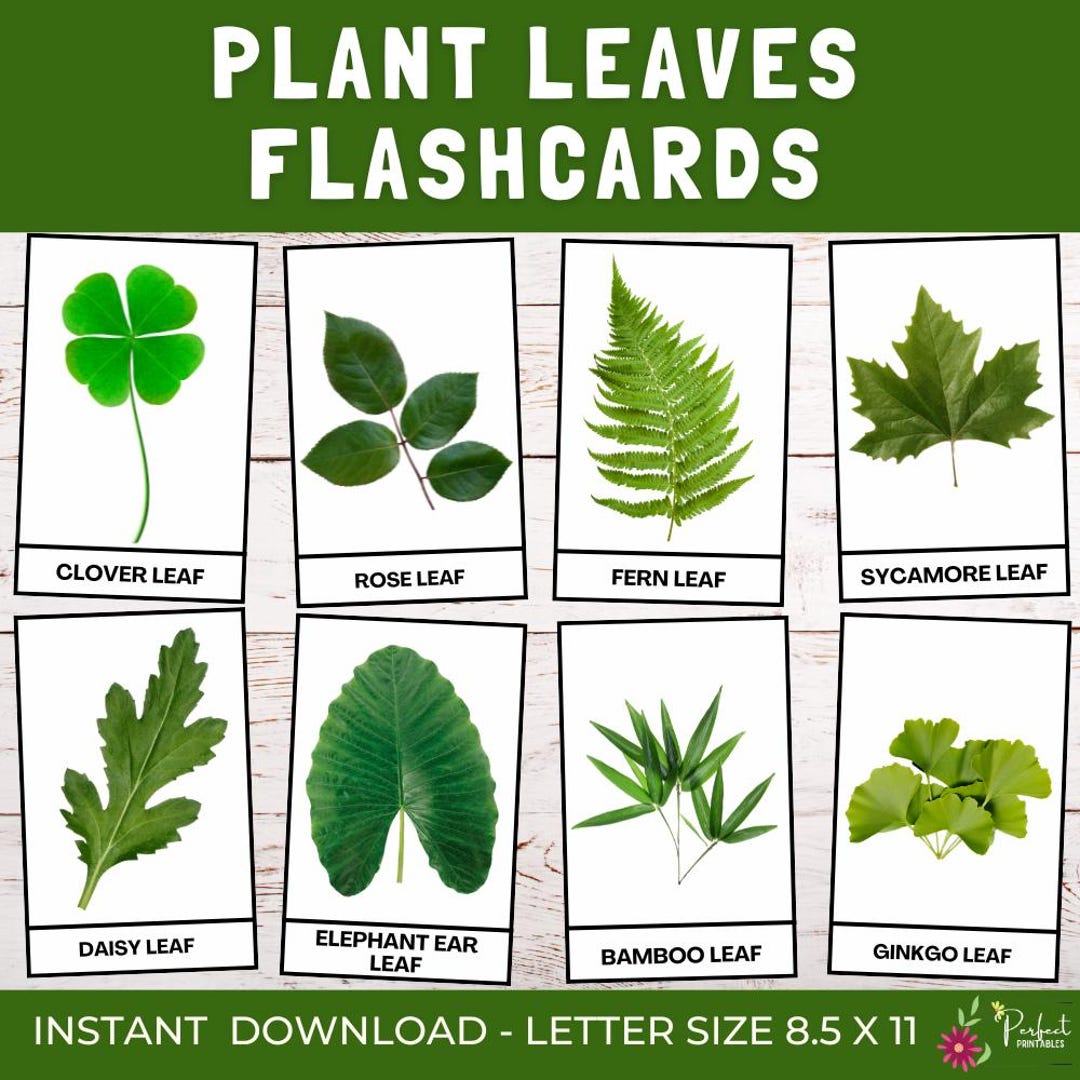 Plant Leaves Flashcards | Botany Plant Identification Montessori Cards ...