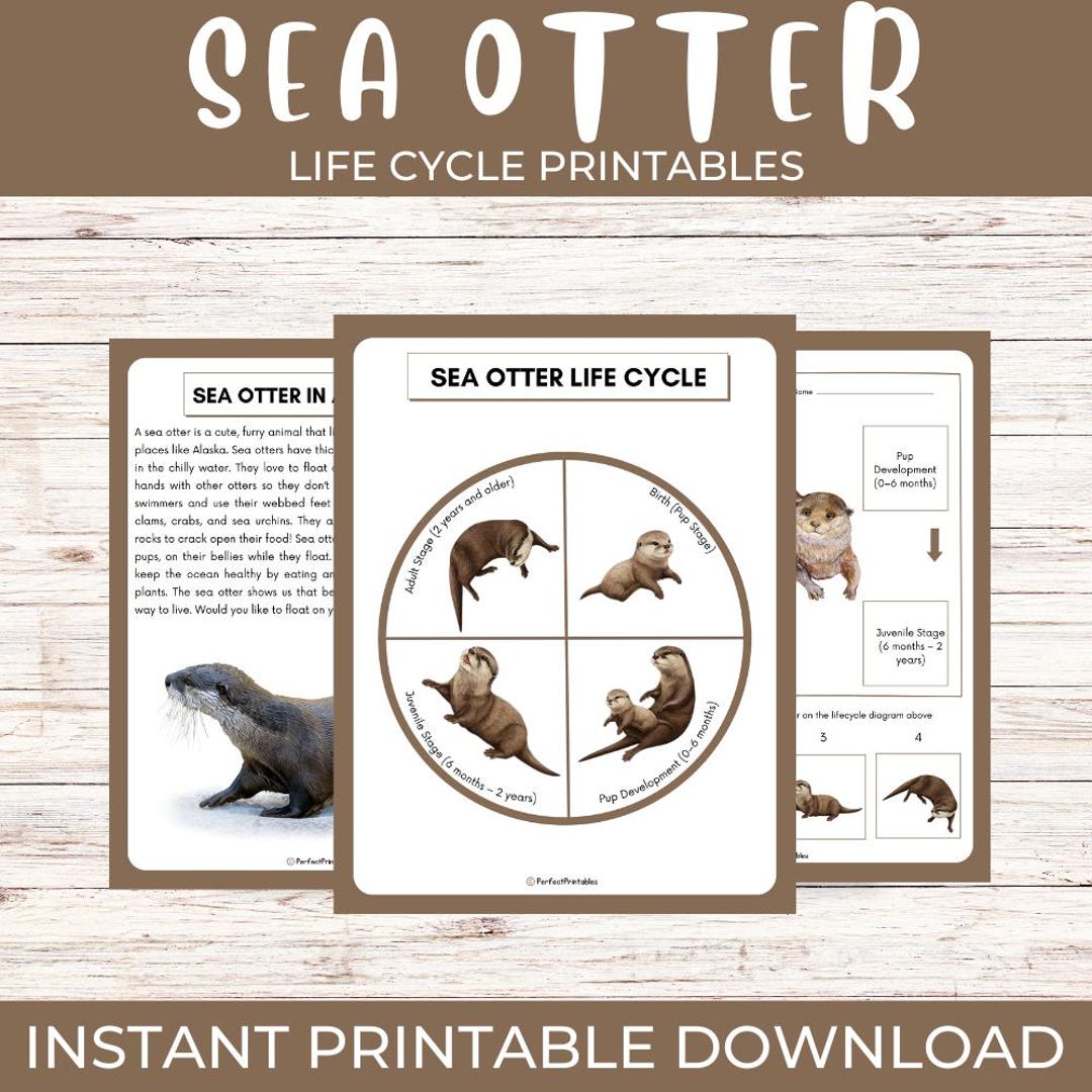 Life Cycle of a Sea Otter | Ocean Animal/marine Unit Study With Fun ...
