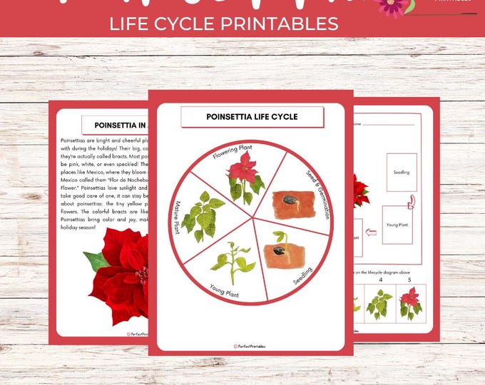 Poinsettia Unit Study, Poinsettia Anatomy and Life Cycle, Poinsettia ...