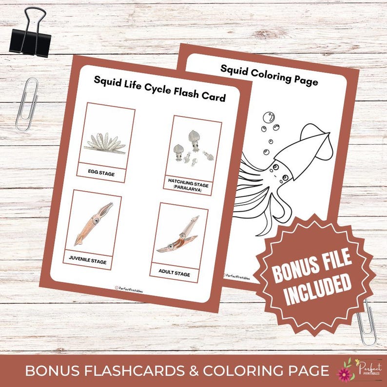 Life Cycle of a Squid Worksheet | Ocean Animal/marine Unit Study With ...