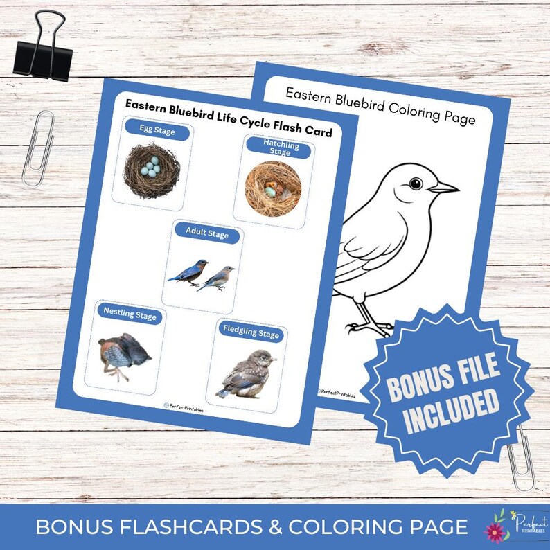 Life Cycle of an Eastern Bluebird | North American Sialia Sialis Birds ...