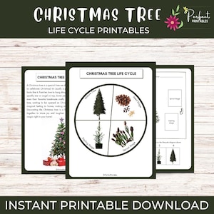 Life Cycle of a Christmas Tree Diagram Cut and Paste Coloring Page ...
