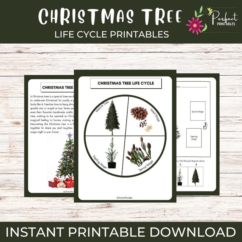 Life Cycle of a Christmas Tree Diagram Cut and Paste Coloring Page ...