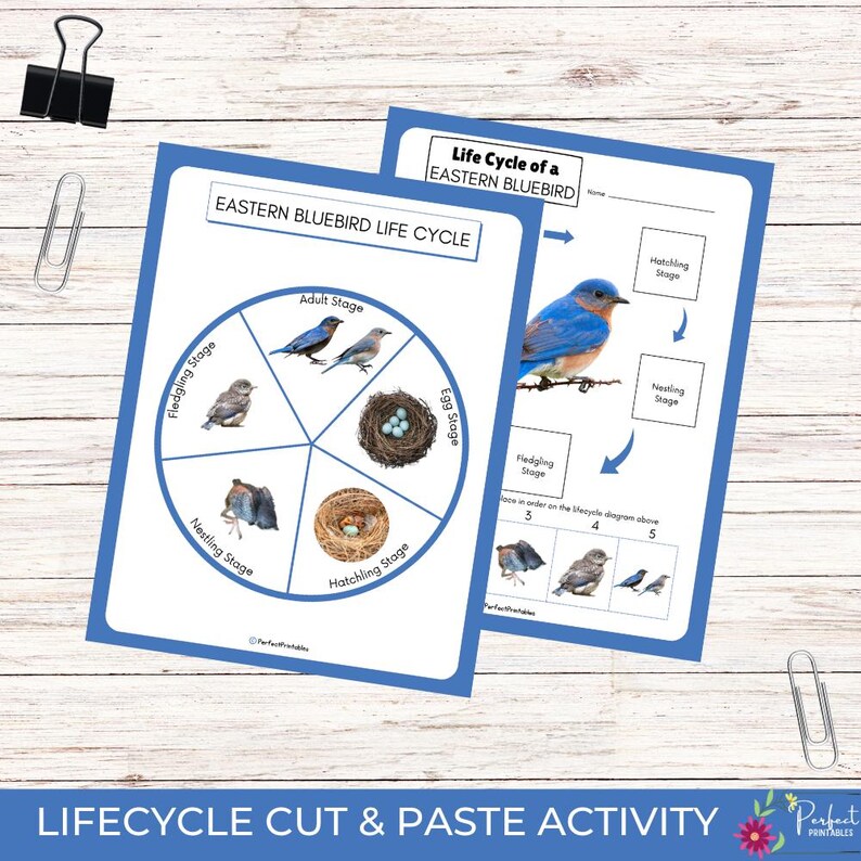 Life Cycle of an Eastern Bluebird | North American Sialia Sialis Birds ...