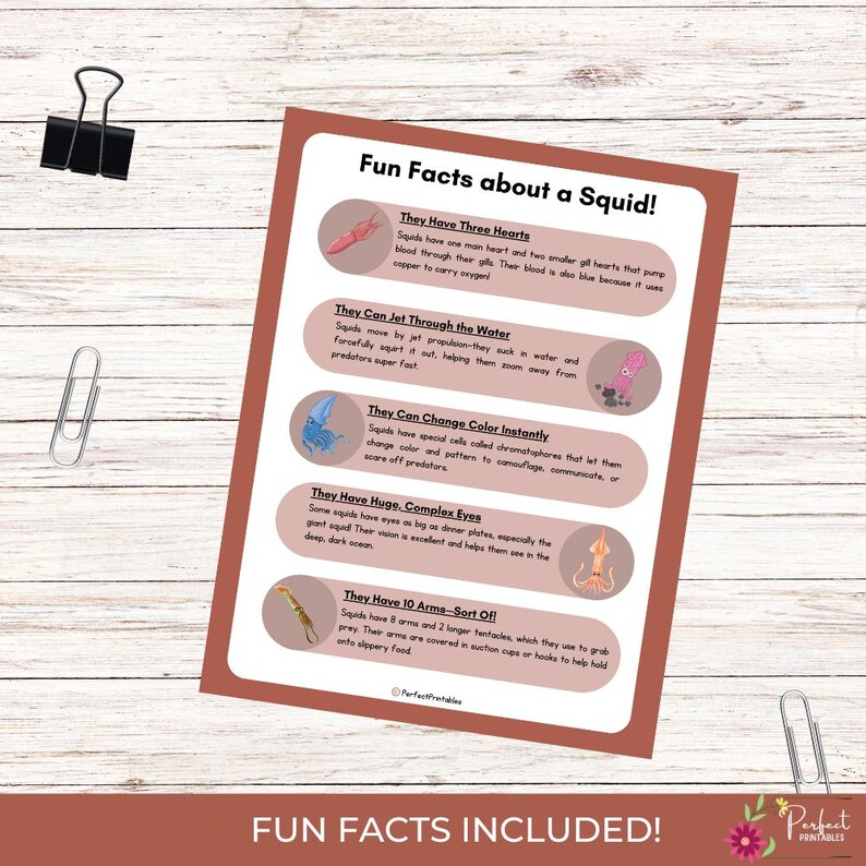 Life Cycle of a Squid Worksheet | Ocean Animal/marine Unit Study With ...