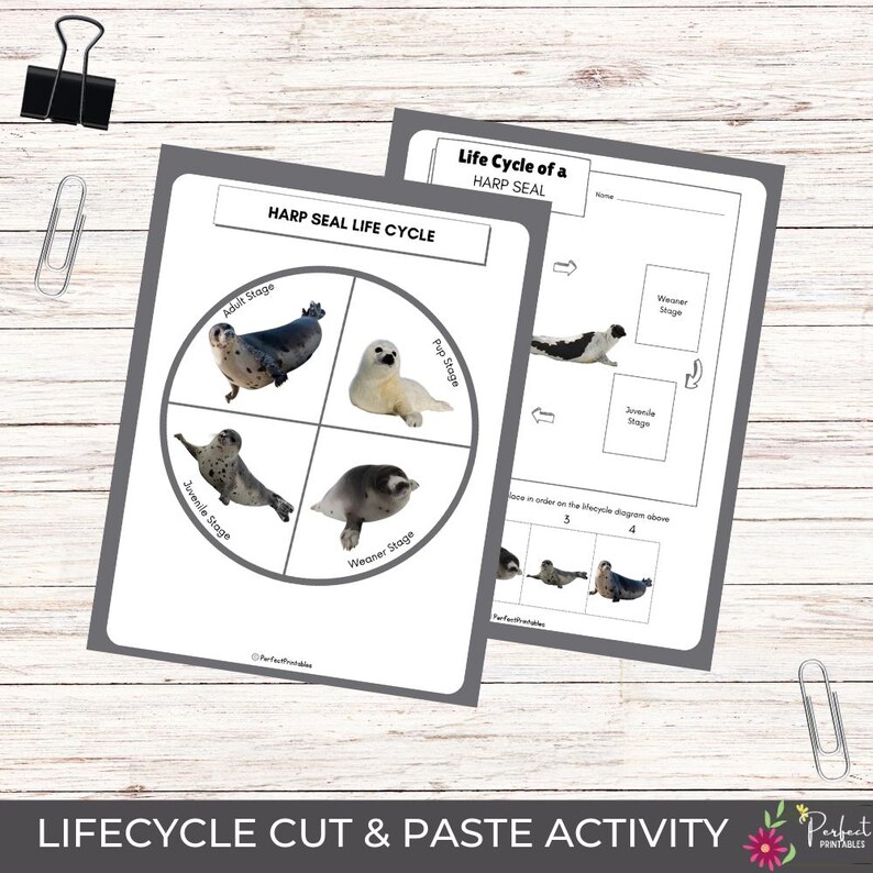 Life Cycle of a Harp Seal Worksheet - Ocean Animal Science Unit Study ...