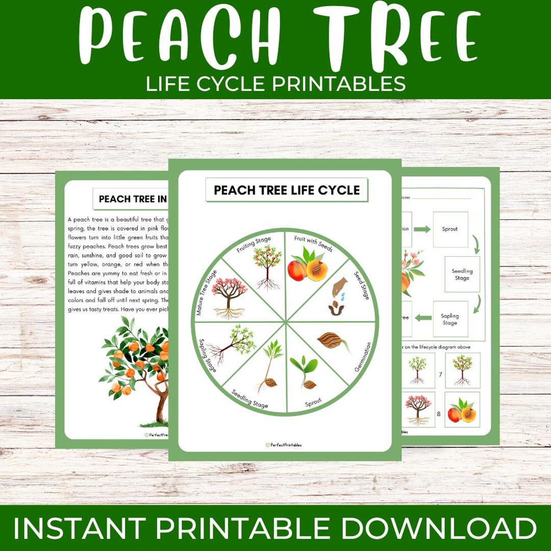 Life Cycle of a Peach Tree Worksheet | Plants, Botany Unit Study With ...