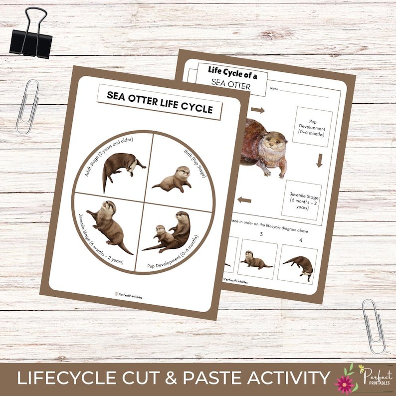 Life Cycle of a Sea Otter | Ocean Animal/marine Unit Study With Fun ...