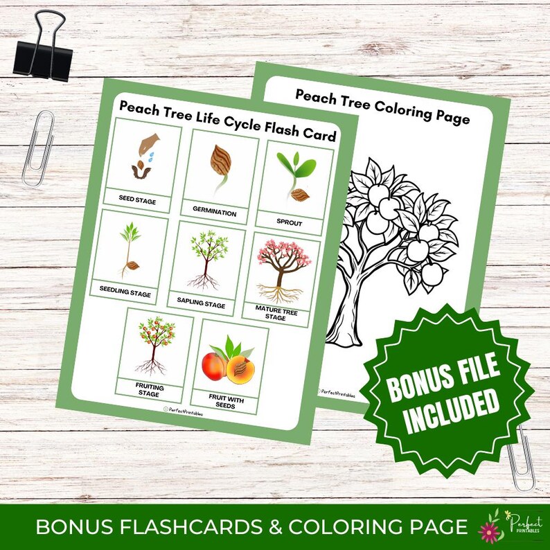 Life Cycle of a Peach Tree Worksheet | Plants, Botany Unit Study With ...