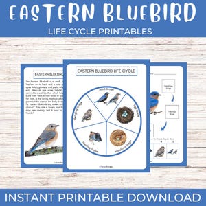 Life Cycle of an Eastern Bluebird | North American Sialia Sialis Birds ...