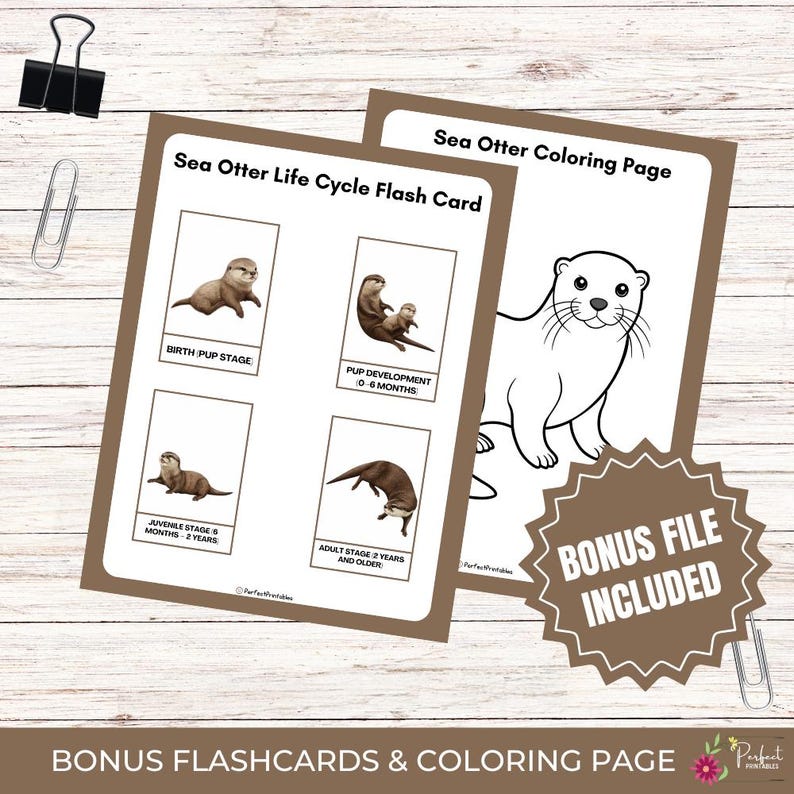 Life Cycle of a Sea Otter | Ocean Animal/marine Unit Study With Fun ...