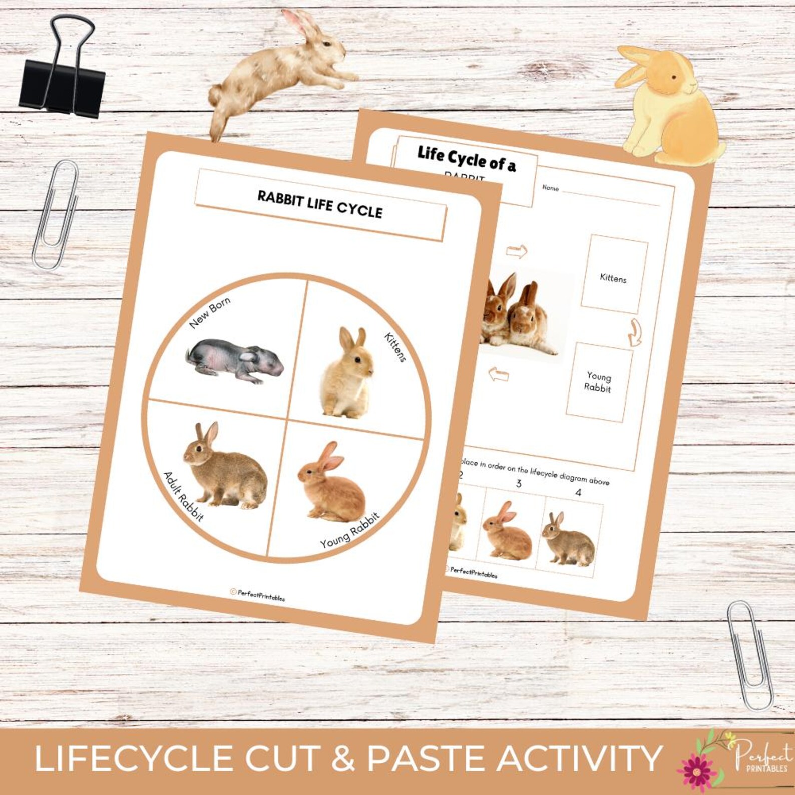 Life Cycle of a Rabbit | Bunny Printable Learning Activity for Kids ...