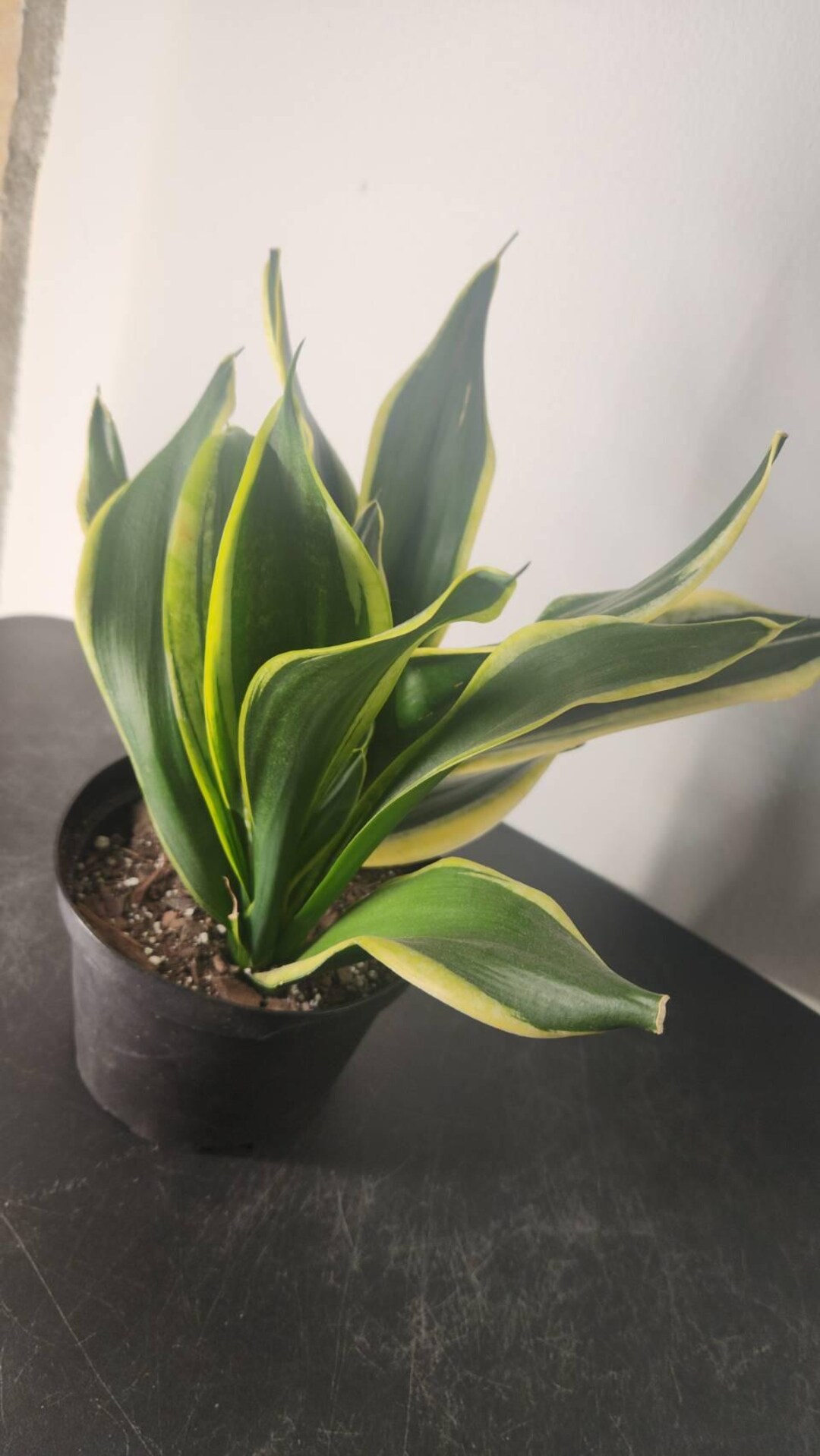 6 Inch Snake Plant - Etsy