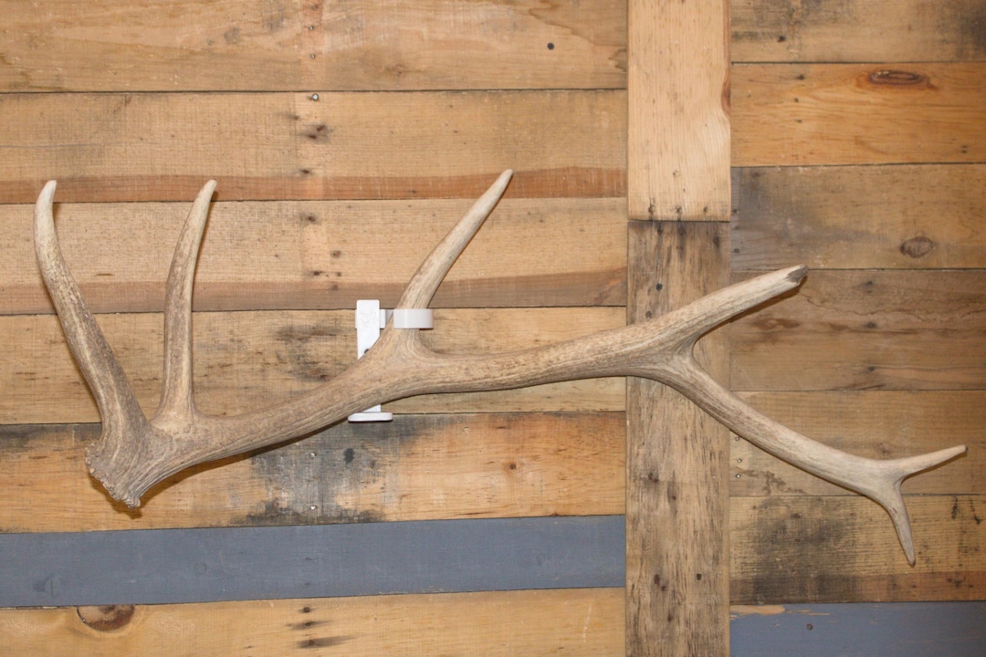 Rustic Deer / Elk Shed Antler Display Wall Mount: Unique Hunting Trophy ...