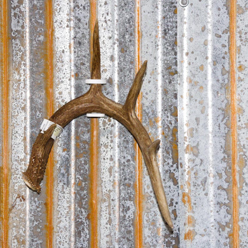 Rustic Deer / Elk Shed Antler Display Wall Mount: Unique Hunting Trophy ...