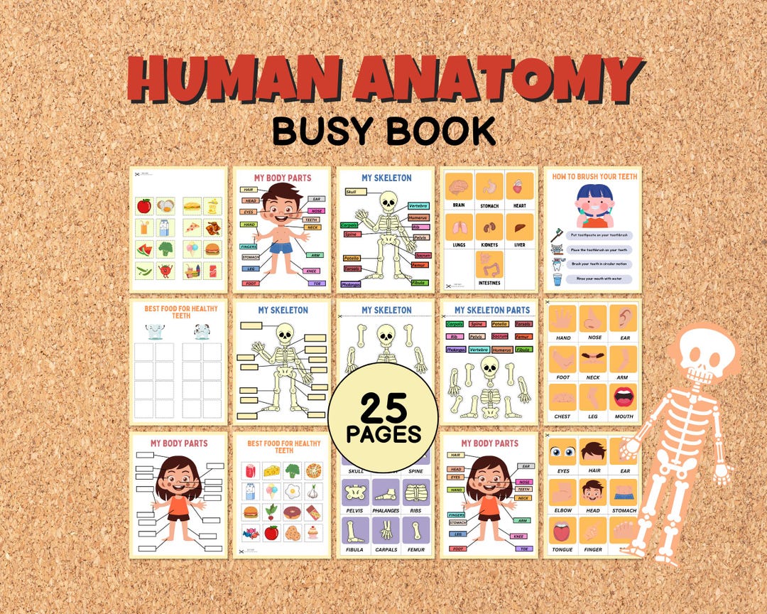 Human Anatomy Busy Book for Kids Toddlers Printable Activity PDF Body ...