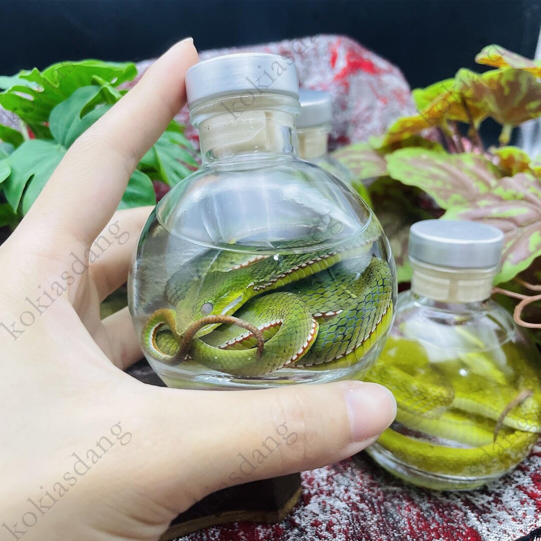 Real Snake Wet Specimen in Jar – Cute & Creepy Taxidermy Art, Oddities ...