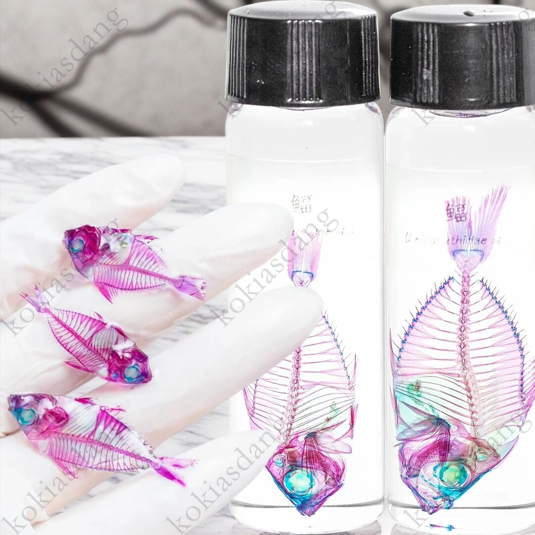 Unique Transparent Stained Fish Skeleton Specimen – Authentic Bleached ...