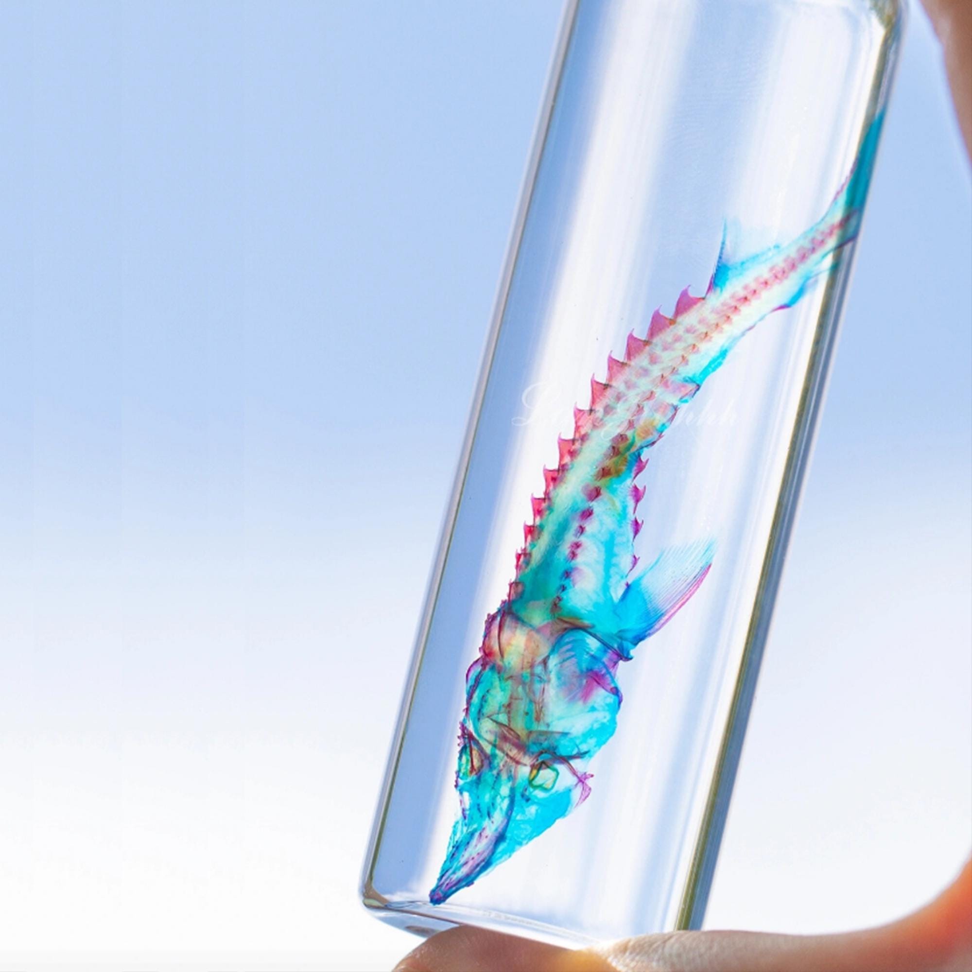 Mysterious Transparent Stained Fish Skeleton Specimen Real Bleached ...