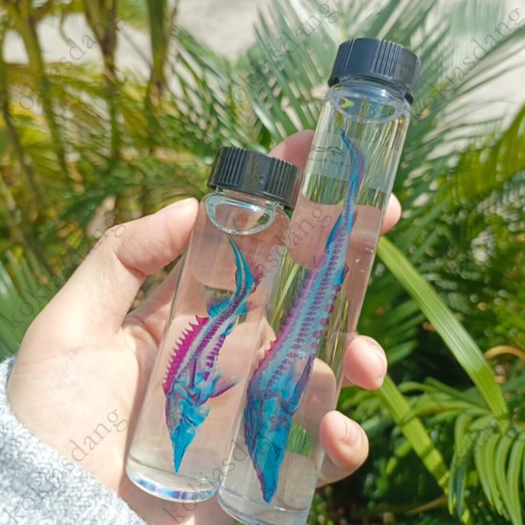 Mysterious Transparent Stained Fish Skeleton Specimen Real Bleached ...