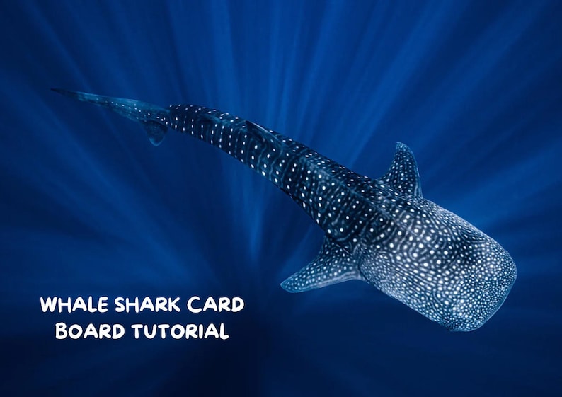Whale Shark Cardboard Template - Etsy