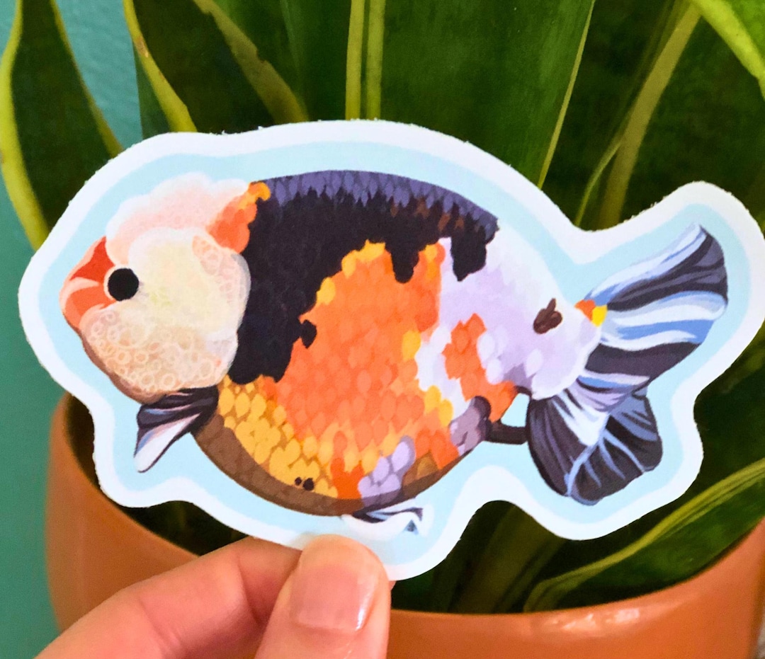 Illustrated Goldfish Vinyl Sticker Ranchu, Water Resistant, Cute Fish ...