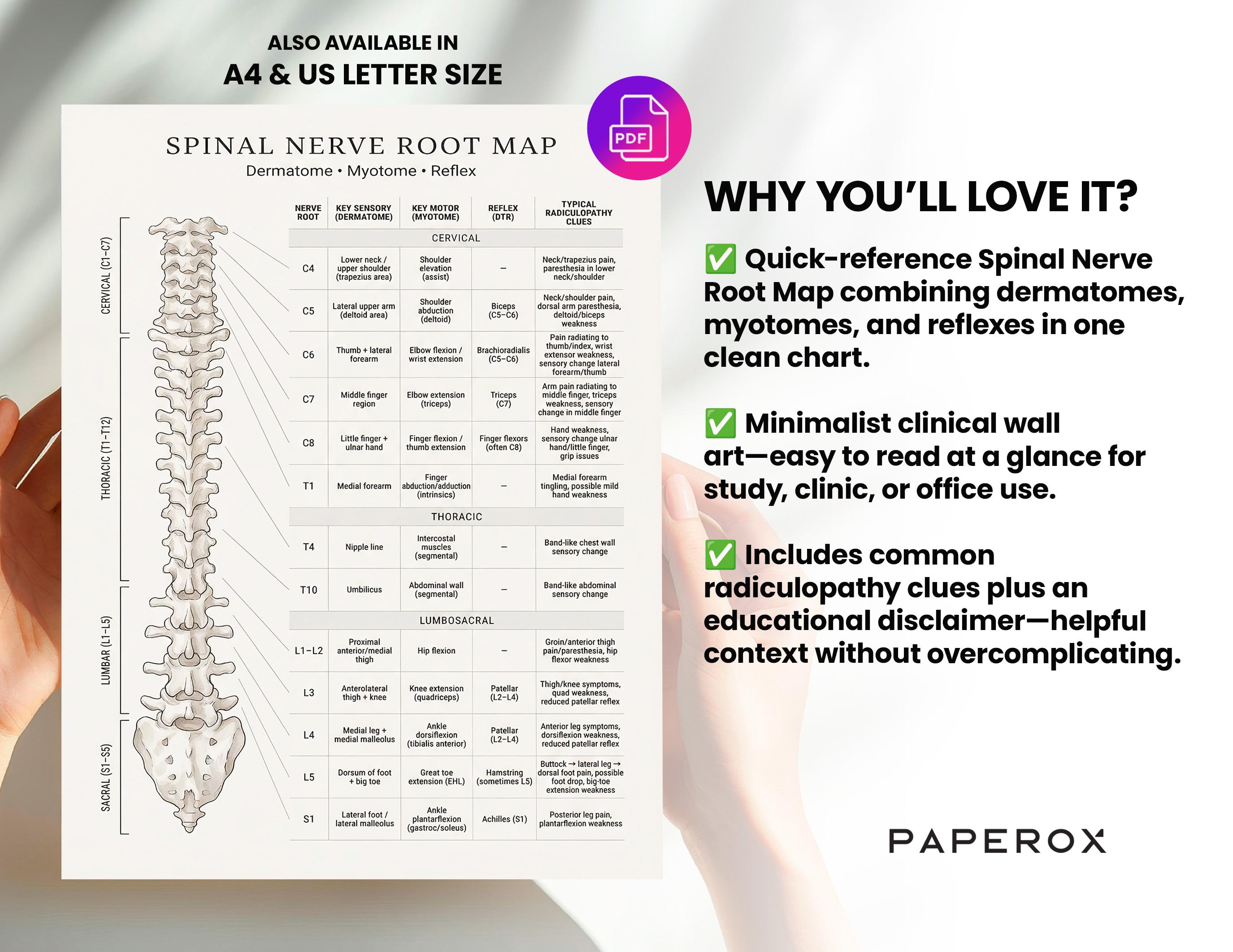 Spinal Nerve Root Map Poster - Dermatome Myotome Reflex Chart ...