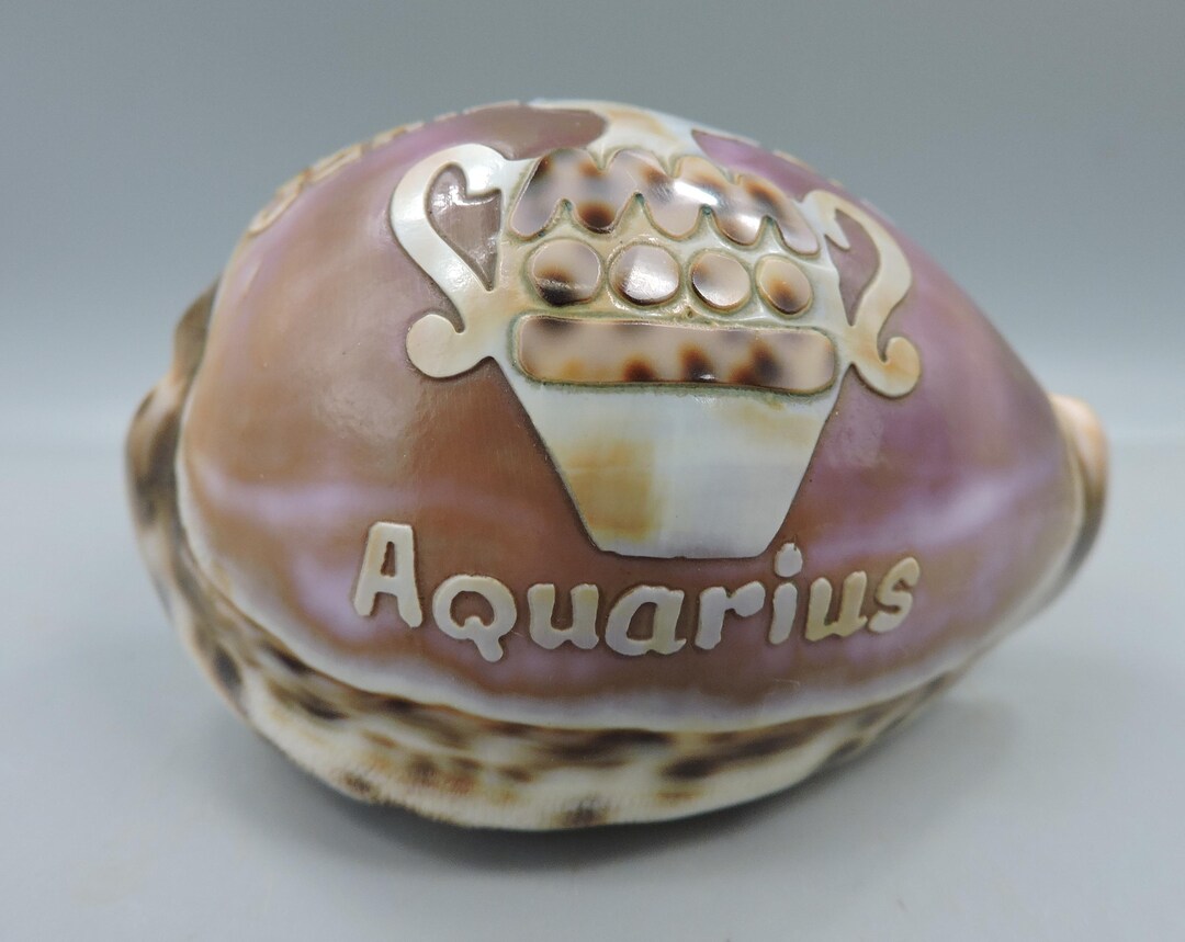 Vintage Hand Carved Cypraea Tigris / Tigre Cowrie Shell With Zodiac ...