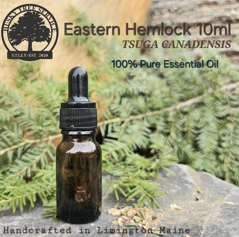 Eastern Hemlock(tsuga Canadensis) 100% Pure Essential Oil - Etsy