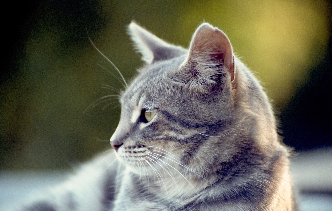 ANIMAL Limited Edition Photography, Reclining Grey Cat - Etsy