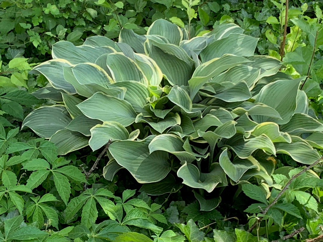 PLANT LIFE Limited Edition Photography - Large Hosta Plant - Etsy