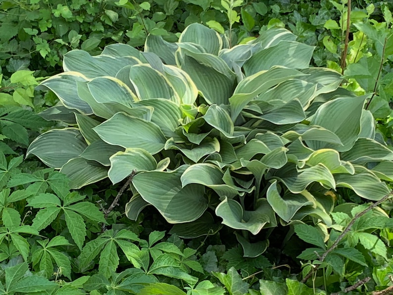 PLANT LIFE Limited Edition Photography - Large Hosta Plant - Etsy