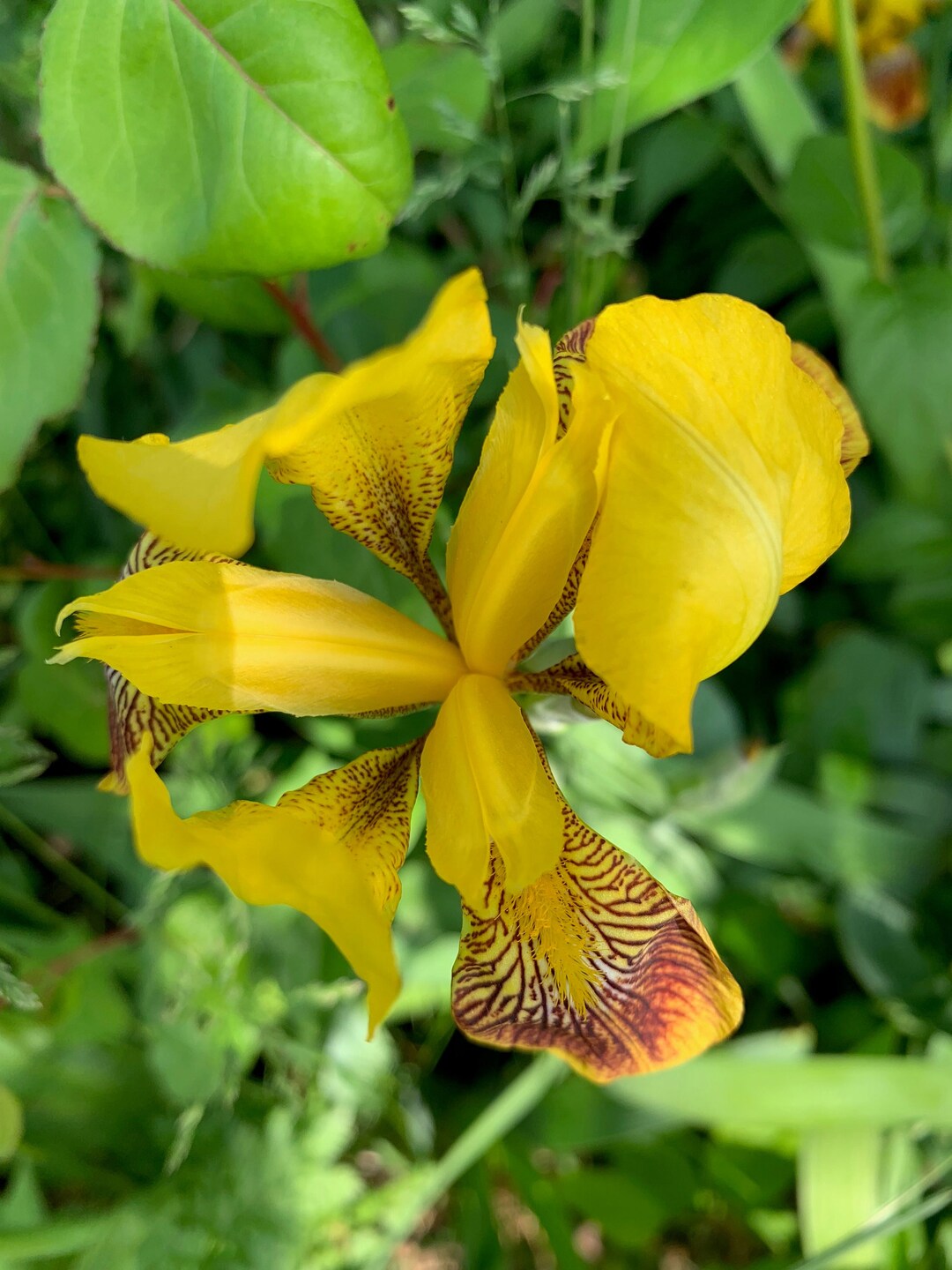 FLORAL Limited Edition Photography - Closeup of Golden Tiger Lilly - Etsy