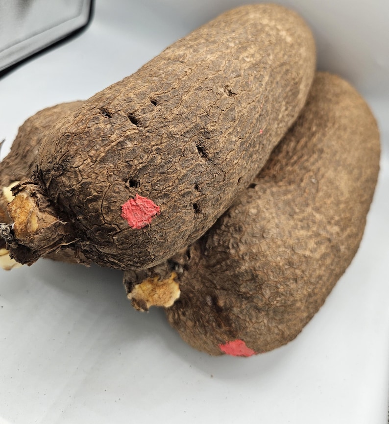 Yam (1 Tuber) - Etsy