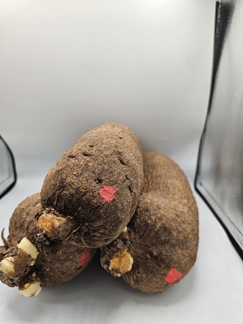 Yam (1 Tuber) - Etsy