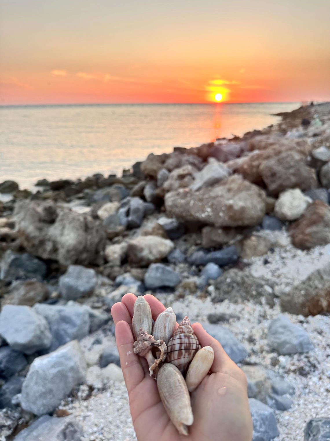 Assorted Seashell - 1/2 Pound Mixed Bag of Florida Beachcomber’s ...
